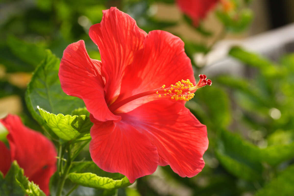 10 Flowers That Thrive in the Florida Summer Heat - OpenHouse Home ...