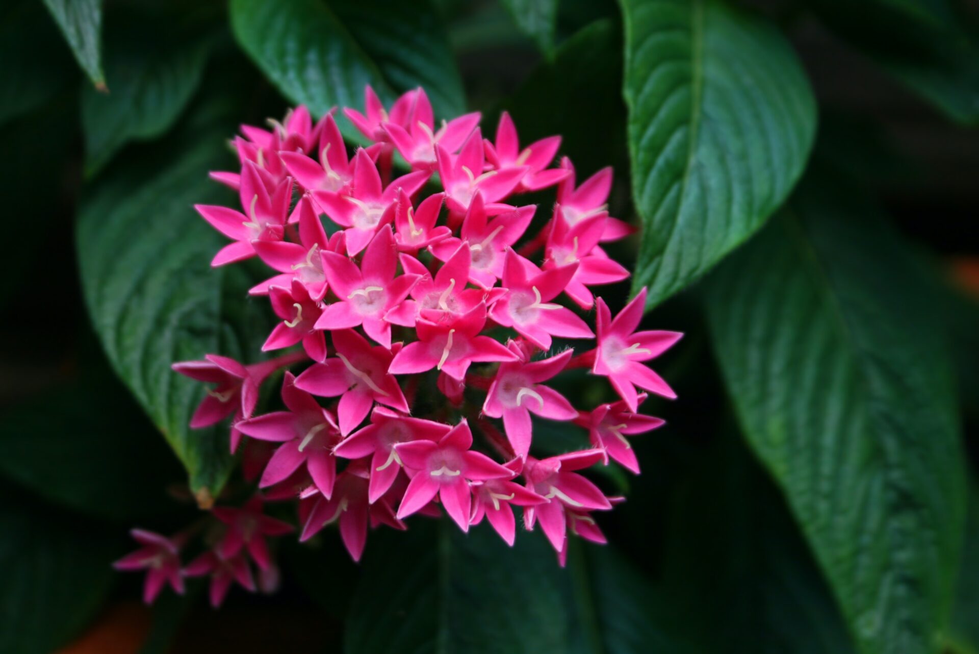 10 Flowers That Thrive in the Florida Summer Heat - OpenHouse Home ...