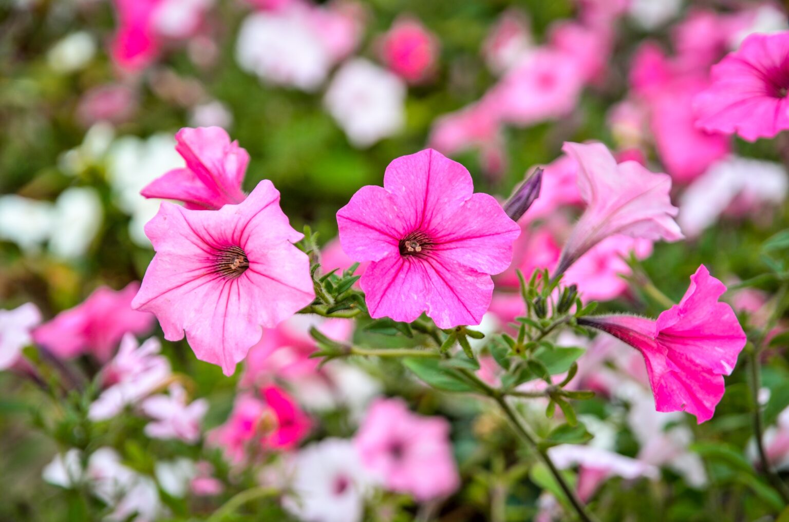 10 Flowers That Thrive in the Florida Summer Heat - OpenHouse Home ...