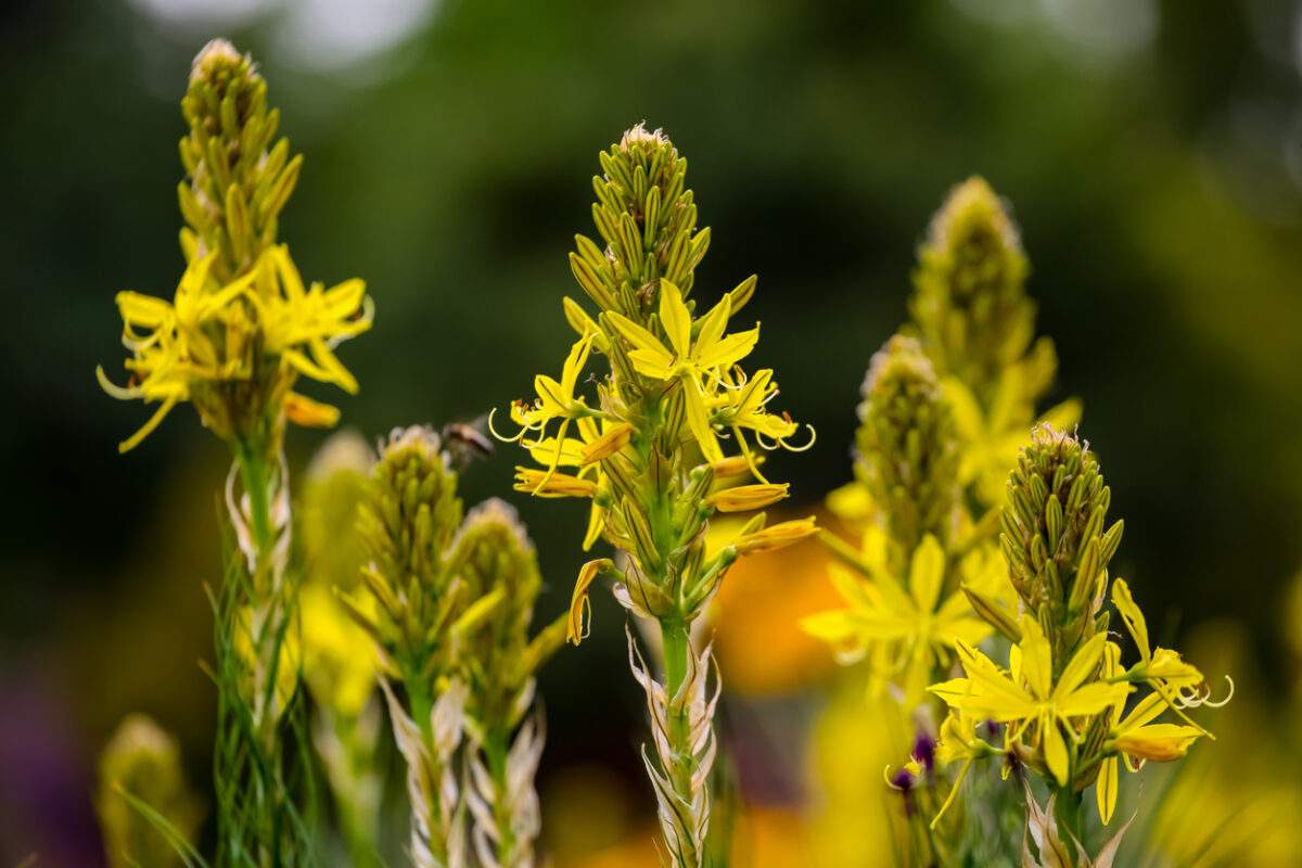 20 Best Low-Maintenance Outdoor Plants for Florida