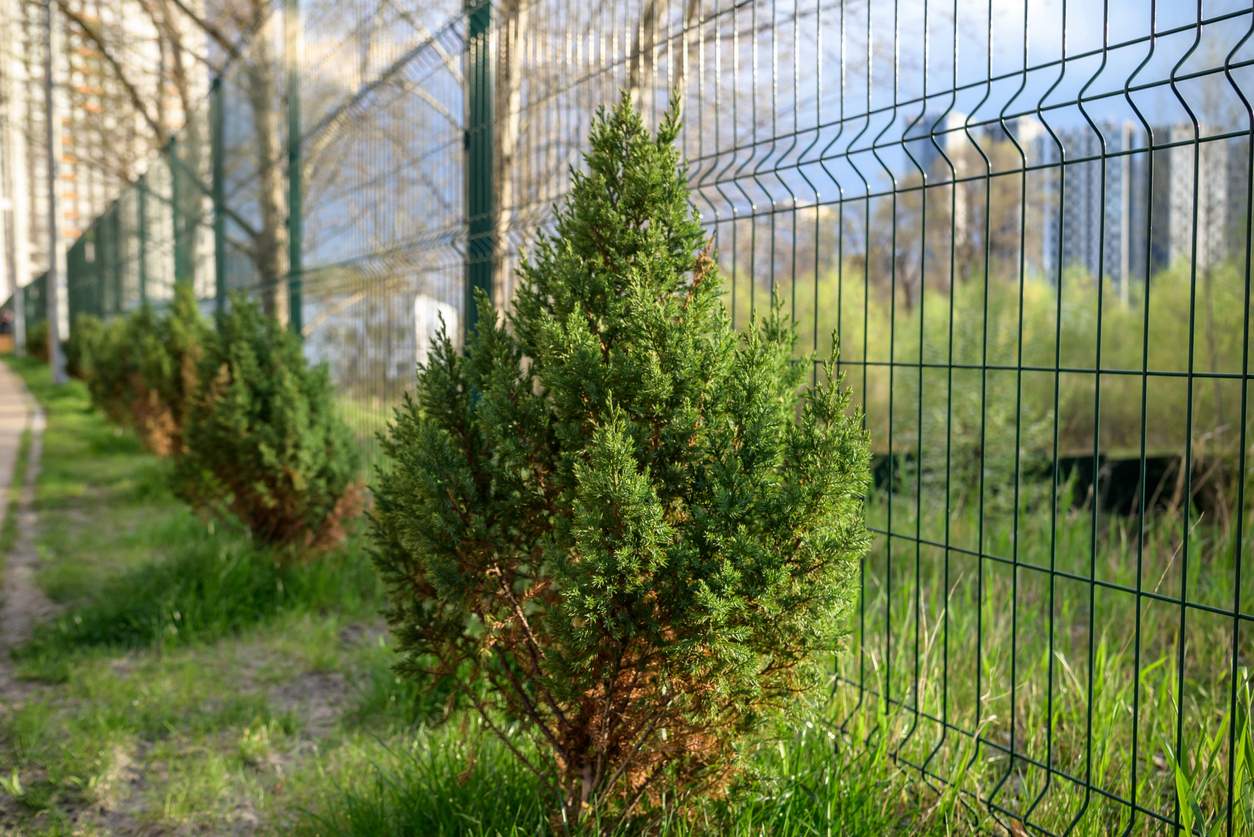 20 Best Low-Maintenance Outdoor Plants for Florida