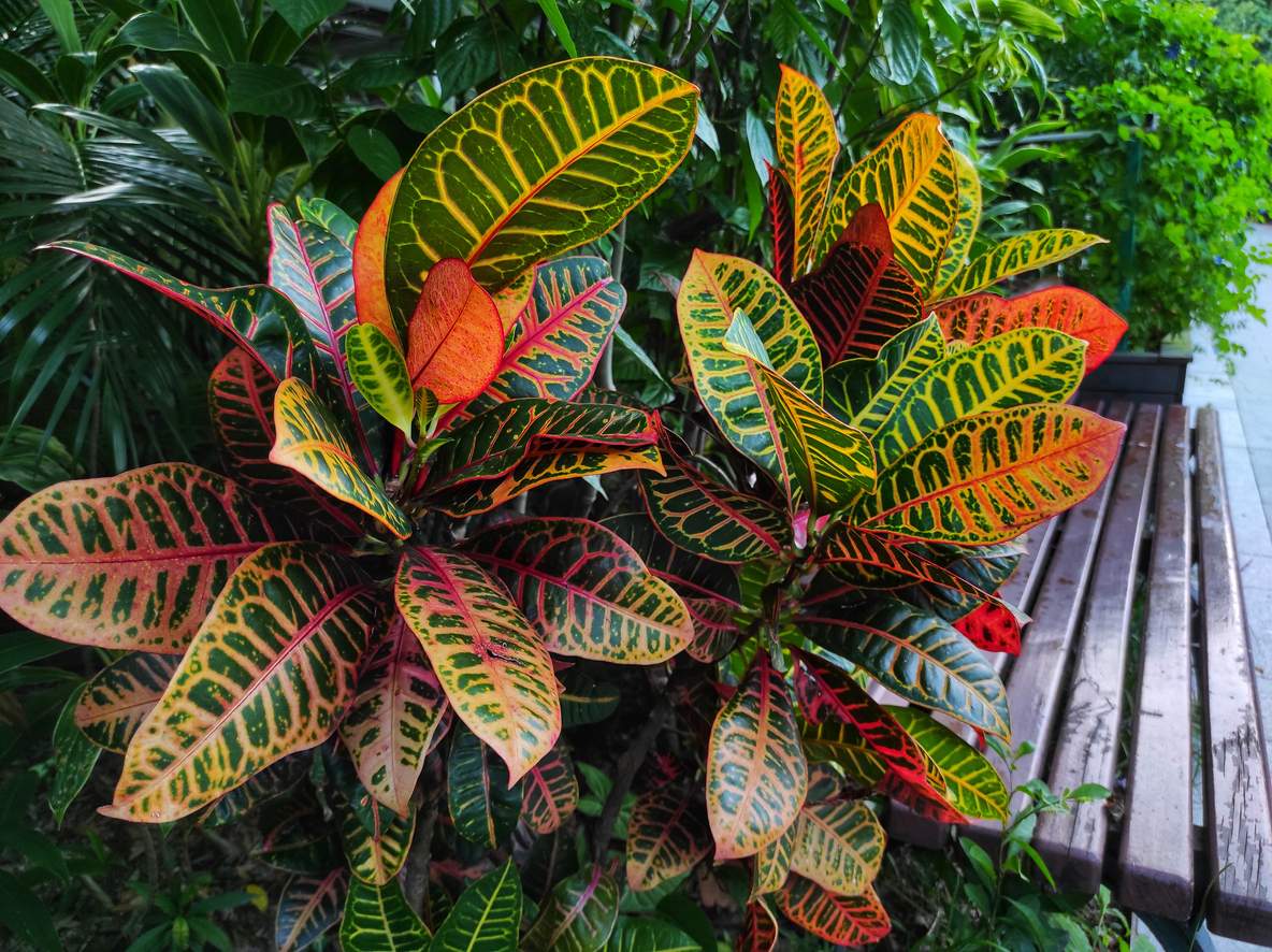 20 Best Low-Maintenance Outdoor Plants for Florida