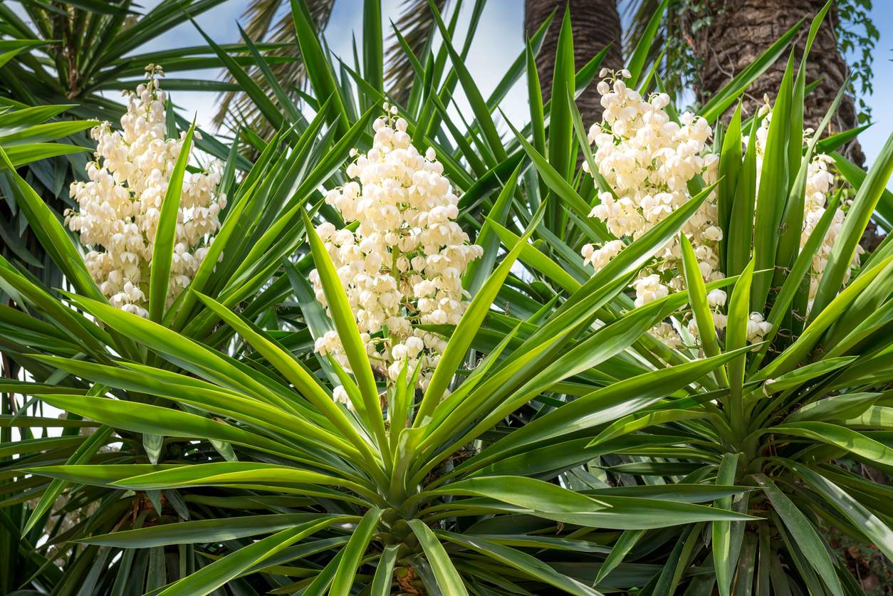 20 Best Low-Maintenance Outdoor Plants for Florida